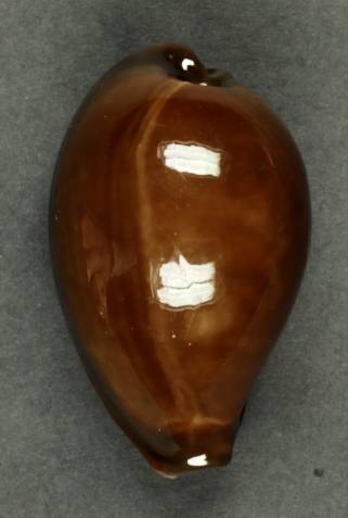 shellauction.net :: Cypraea adusta adusta - 3883661
