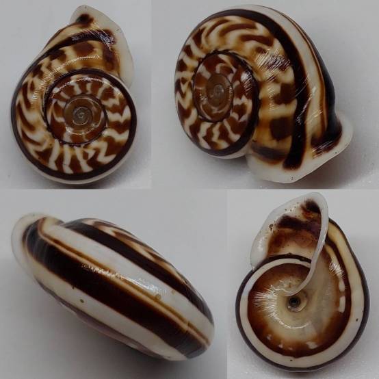 shellauction.net :: Planispira zonaria lineolata - 3883684