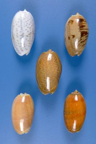 shellauction.net :: Oliva bulbosa - 3883922