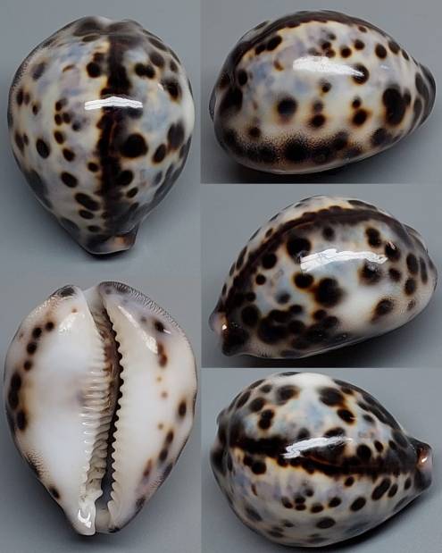 shellauction.net :: Cypraea tigris - 3884010