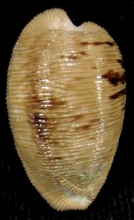 shellauction.net :: Cypraea capensis - 3884031