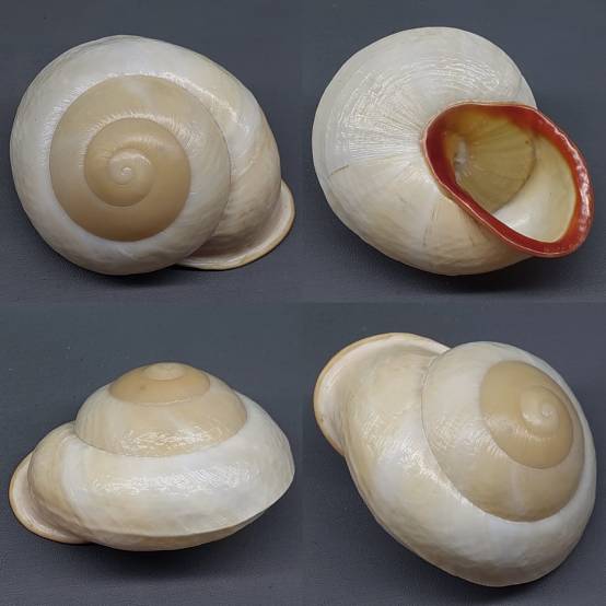 shellauction.net :: Pyrochilus pyrostoma - 3884203