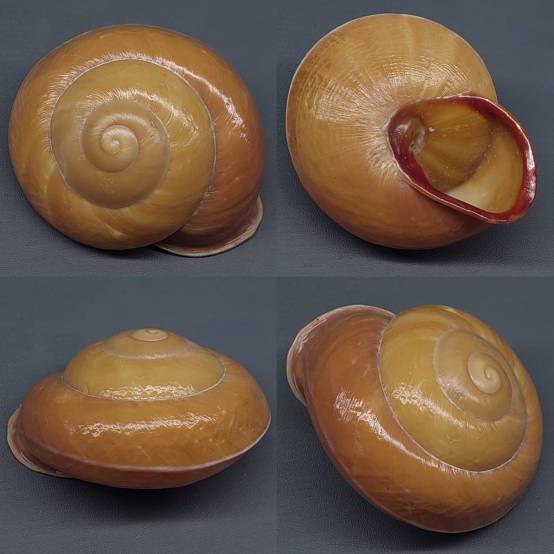 shellauction.net :: Pyrochilus pyrostoma - 3884205
