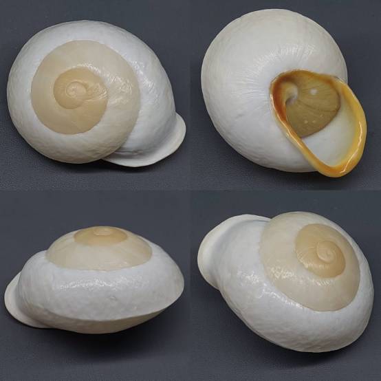 shellauction.net :: Pyrochilus pyrostoma - 3884213