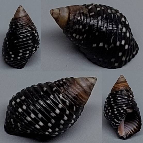 shellauction.net :: Planaxis sulcatus - 3884259