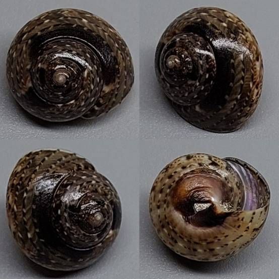 shellauction.net :: Ethalia catharinae - 3884354