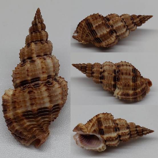 shellauction.net :: Phos senticosus - 3884666