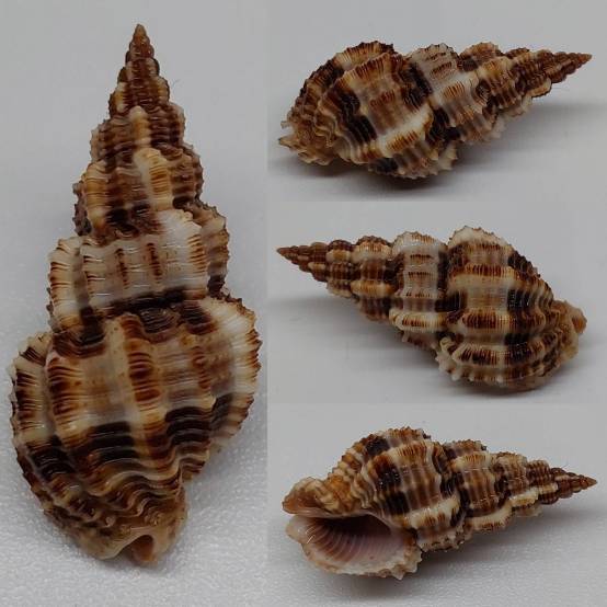 shellauction.net :: Phos senticosus - 3884668
