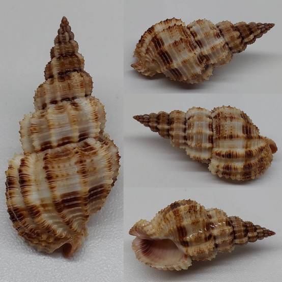 shellauction.net :: Phos senticosus - 3884669
