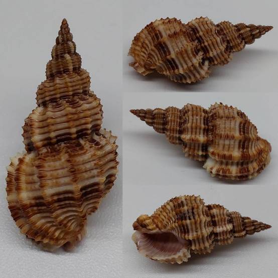 shellauction.net :: Phos senticosus - 3884670