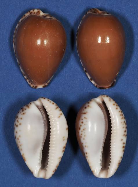 shellauction.net :: Notocypraea angustata - 3884796