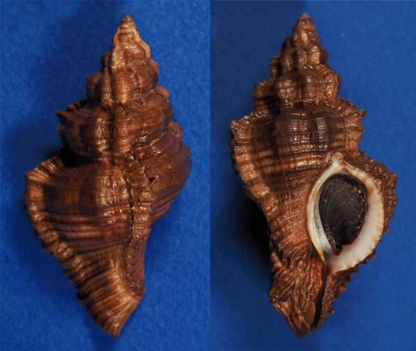 shellauction.net :: Chicoreus capucinus - 3884975