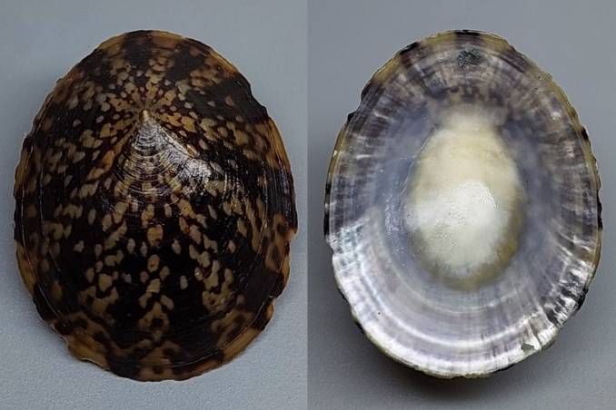 shellauction.net :: Patella testudinaria - 3885212