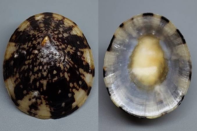 shellauction.net :: Patella testudinaria - 3885214