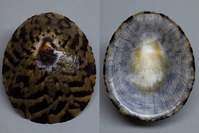 shellauction.net :: Patella testudinaria - 3885215