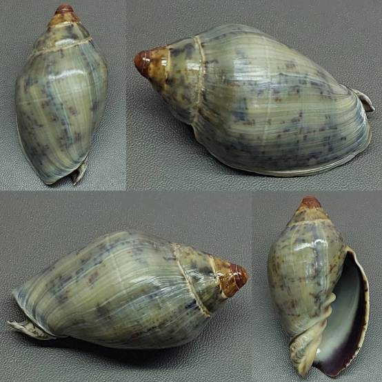 shellauction.net :: Cymbiola flavicans - 3885482