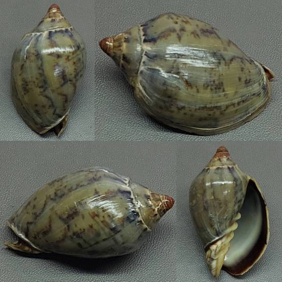 shellauction.net :: Cymbiola flavicans - 3885484