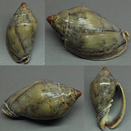 shellauction.net :: Cymbiola flavicans - 3885485