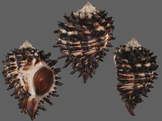 shellauction.net :: Muricanthus radix - 3885519
