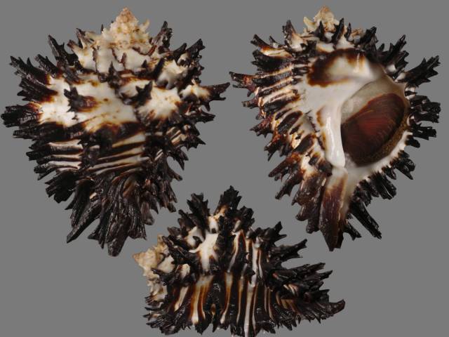 shellauction.net :: Muricanthus radix - 3885526