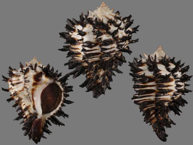 shellauction.net :: Muricanthus radix - 3885529