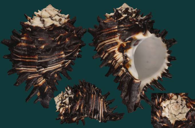 shellauction.net :: Muricanthus radix - 3885542
