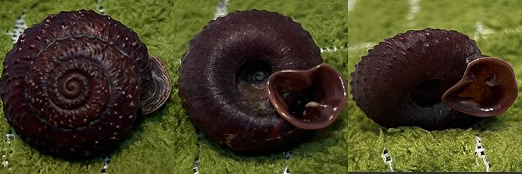 shellauction.net :: Moellendorffia spurca - 3885679