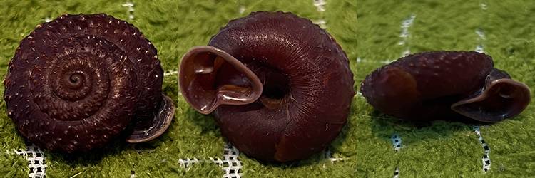 shellauction.net :: Moellendorffia spurca - 3885683