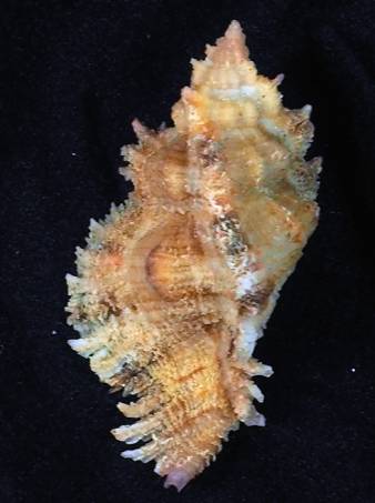 shellauction.net :: Chicomurex venustulus - 3886399
