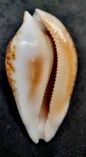 shellauction.net :: Umbilia hesitata - 3886604