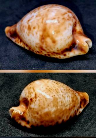 shellauction.net :: Umbilia hesitata - 3886604