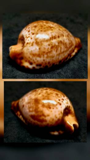 shellauction.net :: Umbilia hesitata - 3886635