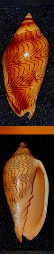 shellauction.net :: Amoria undulata - 3886675