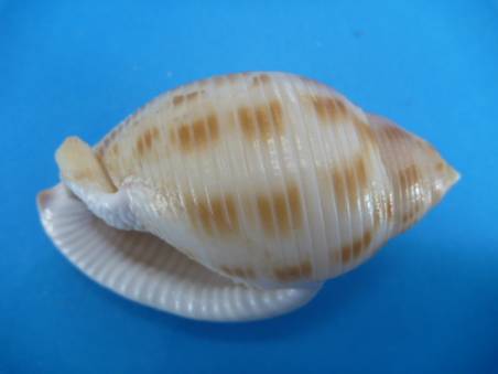 shellauction.net :: Semicassis microstoma - 3886888