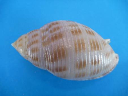 shellauction.net :: Semicassis microstoma - 3886888
