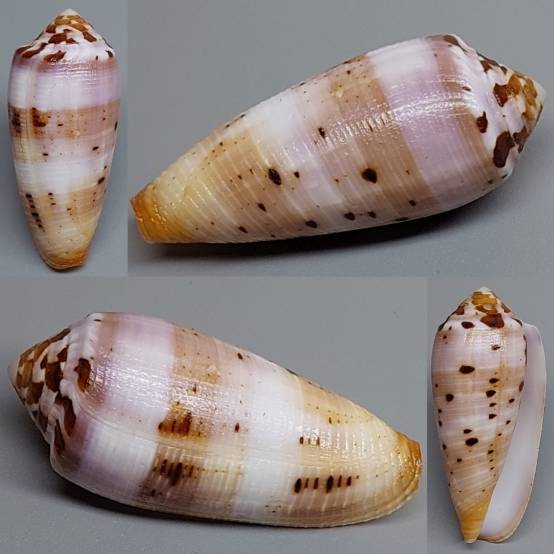 shellauction.net :: Conus circumcisus - 3886901