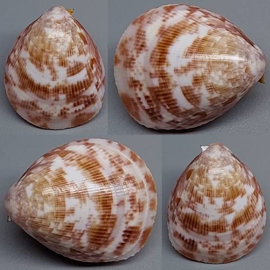 shellauction.net :: Acrosterigma biradiatum - 3887844