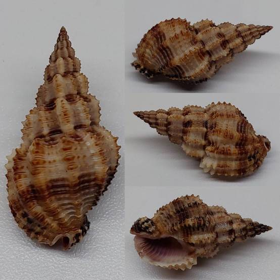 shellauction.net :: Phos senticosus - 3887987