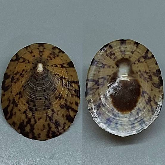 shellauction.net :: Cellana testudinaria - 3888166
