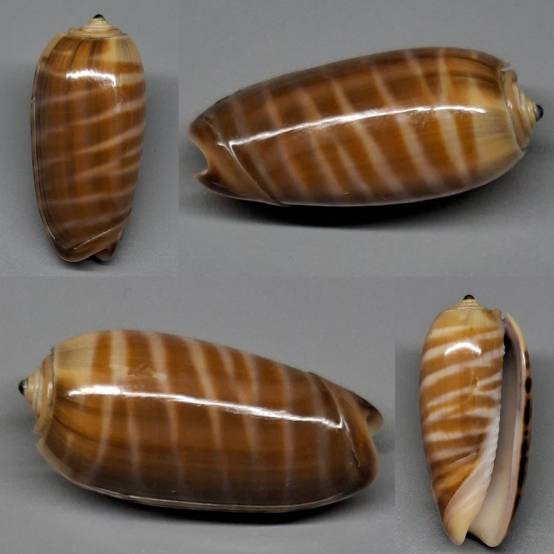 shellauction.net :: Oliva rufula - 3888439