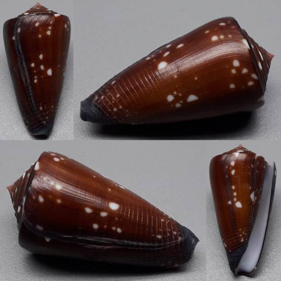 shellauction.net :: Conus nobilis gisellelieae - 3888725