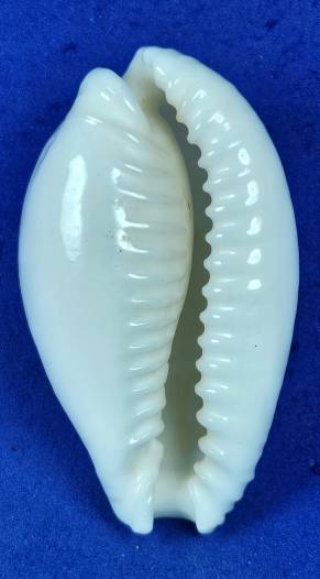 shellauction.net :: Naria eburnea f. mara - 3889056