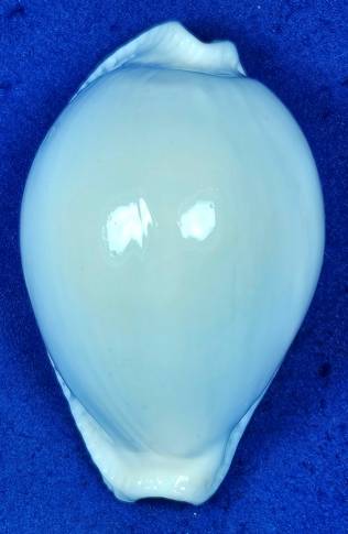 shellauction.net :: Naria eburnea f. mara - 3889058