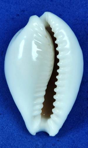 shellauction.net :: Naria eburnea f. mara - 3889058