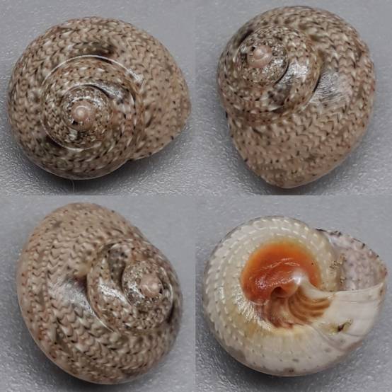 shellauction.net :: Ethalia catharinae - 3889362