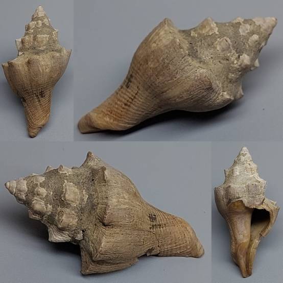 shellauction.net :: Thais sp. - 3889578