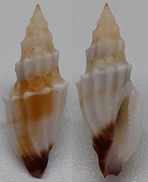 shellauction.net :: Eucithara stromboides - 3890000