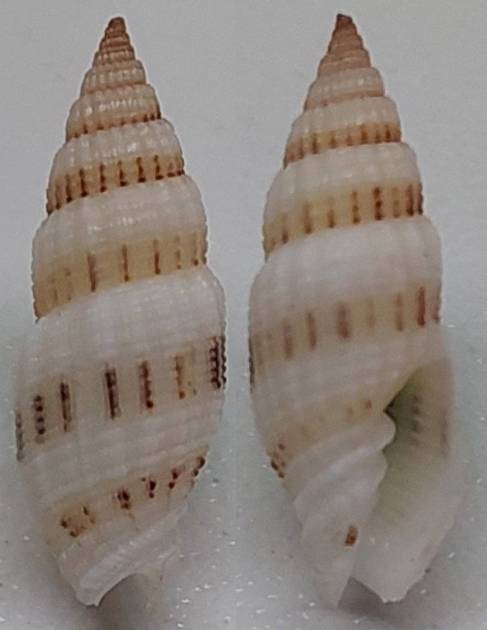 shellauction.net :: Vexillum exasperatum - 3890052