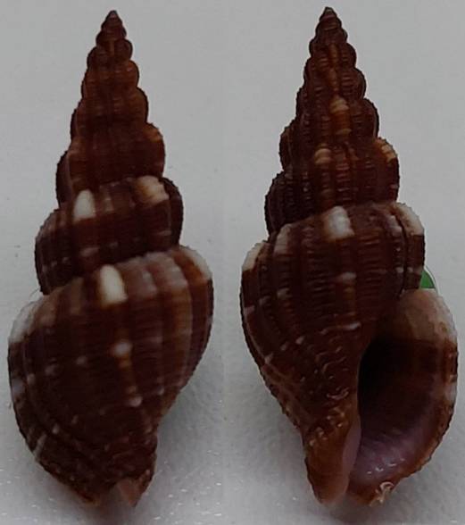 shellauction.net :: Phos roseatus - 3890057
