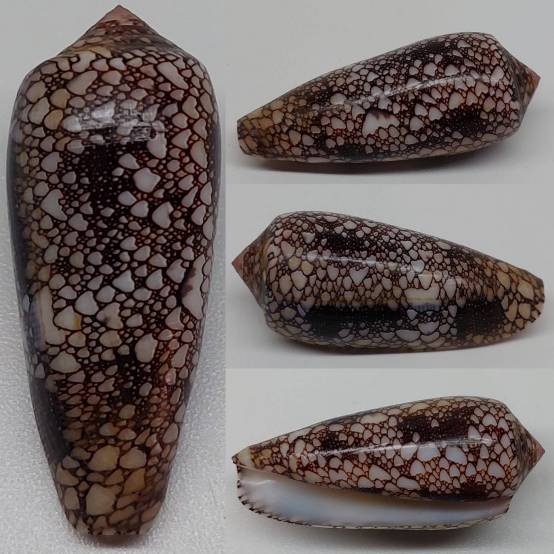shellauction.net :: Conus omaria - 3890152